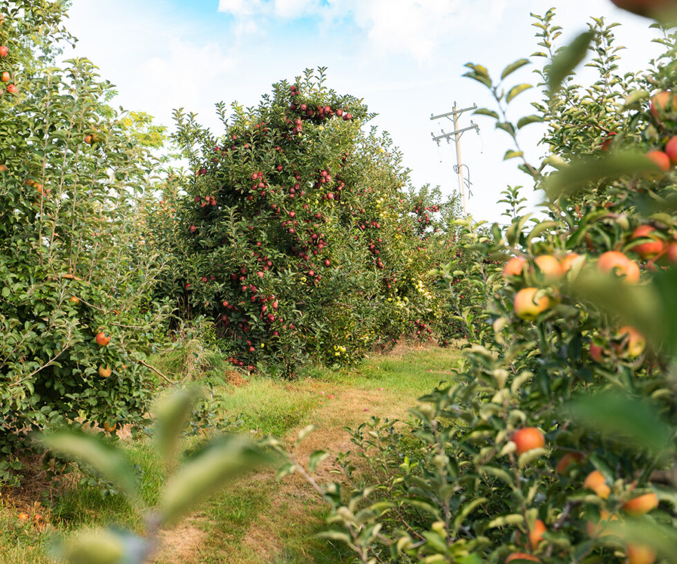 Products - Sunny Slope Market & Orchard